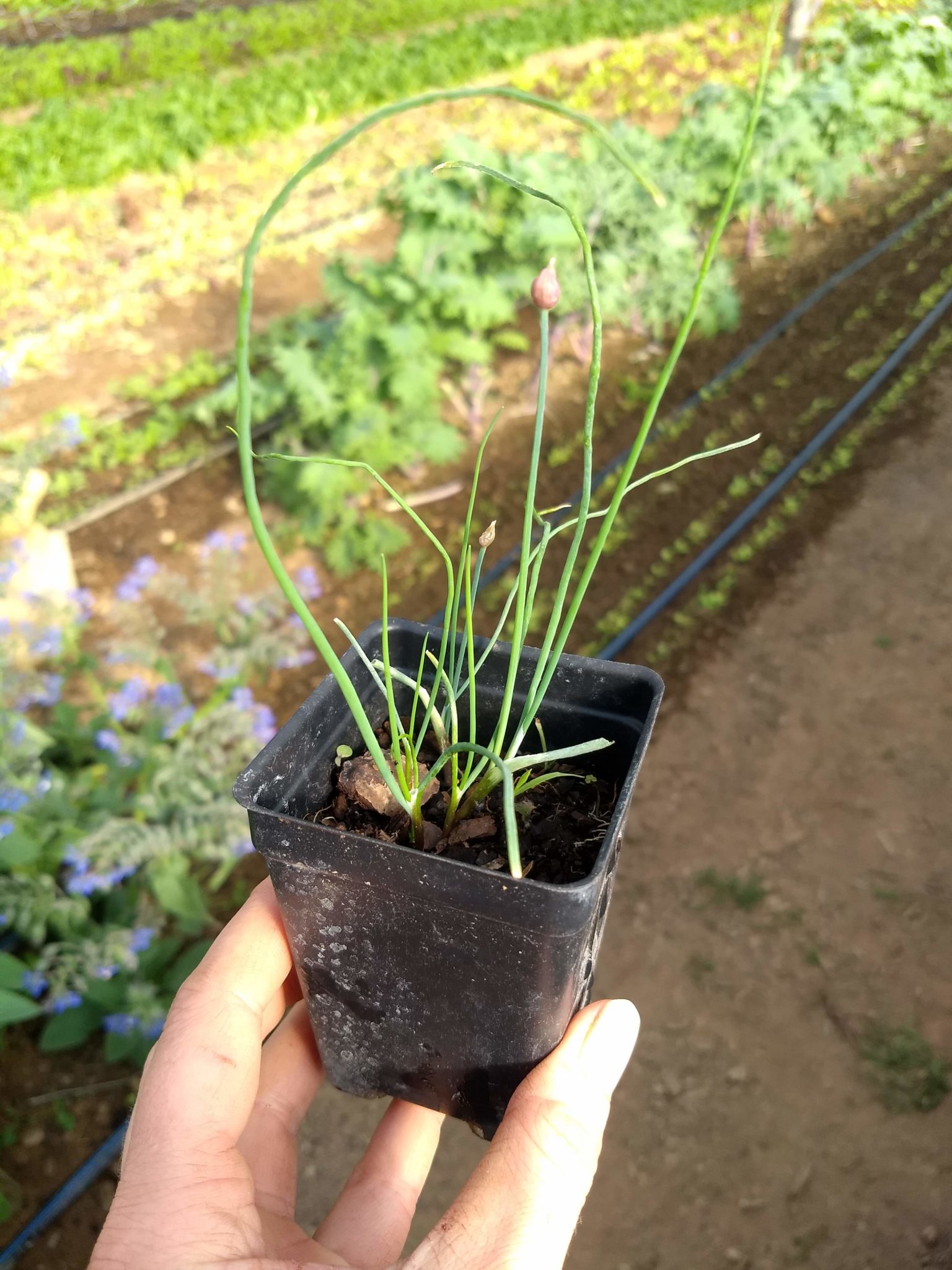 -Chive Seedling - Windswept Farm - RE Farm Café