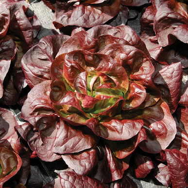 -Red Butter Head lettuce - Windswept Farm - RE Farm Café