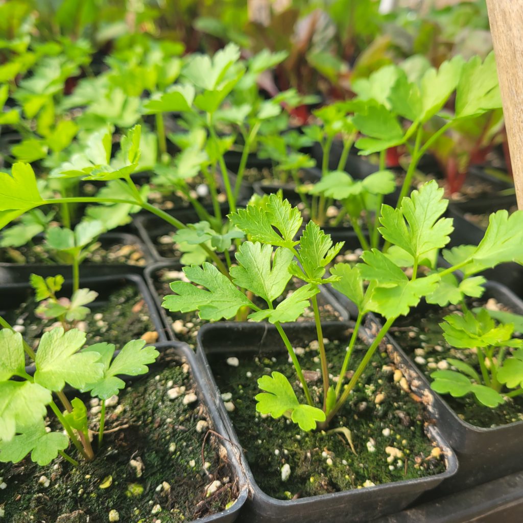 - 2"x 2" Flat-Leaf Italian Parsley Seedling - Windswept Farm - RE Farm Café