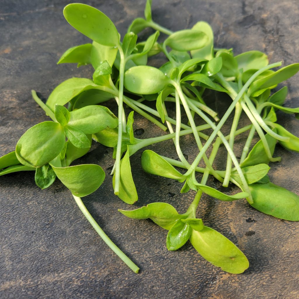 - 2 oz. Sunflower Shoots - Windswept Farm - RE Farm Café