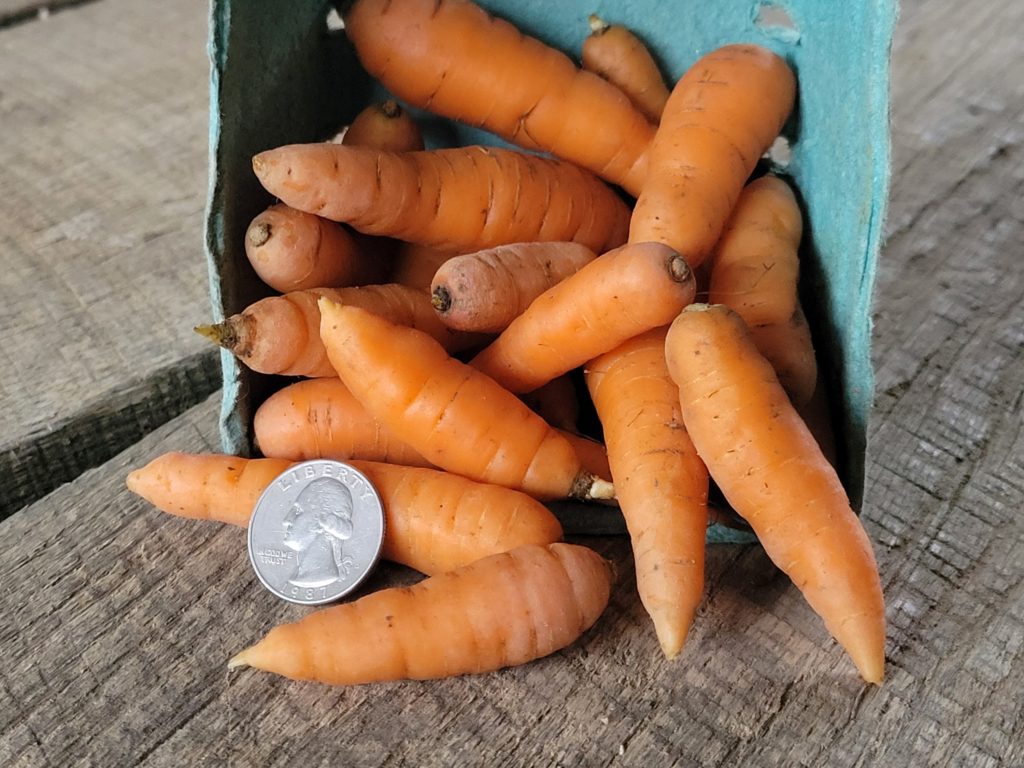 - 1 lb. Miniature Carrots - Windswept Farm - RE Farm Café