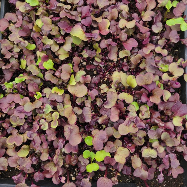 - 1.5 oz. 'Red Rambo' Radish Microgreens - Windswept Farm - RE Farm Café