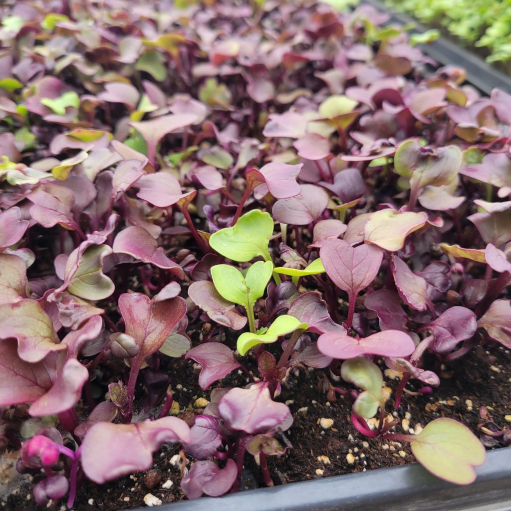 - 1.5 oz. Radish Microgreens - Windswept Farm - RE Farm Café