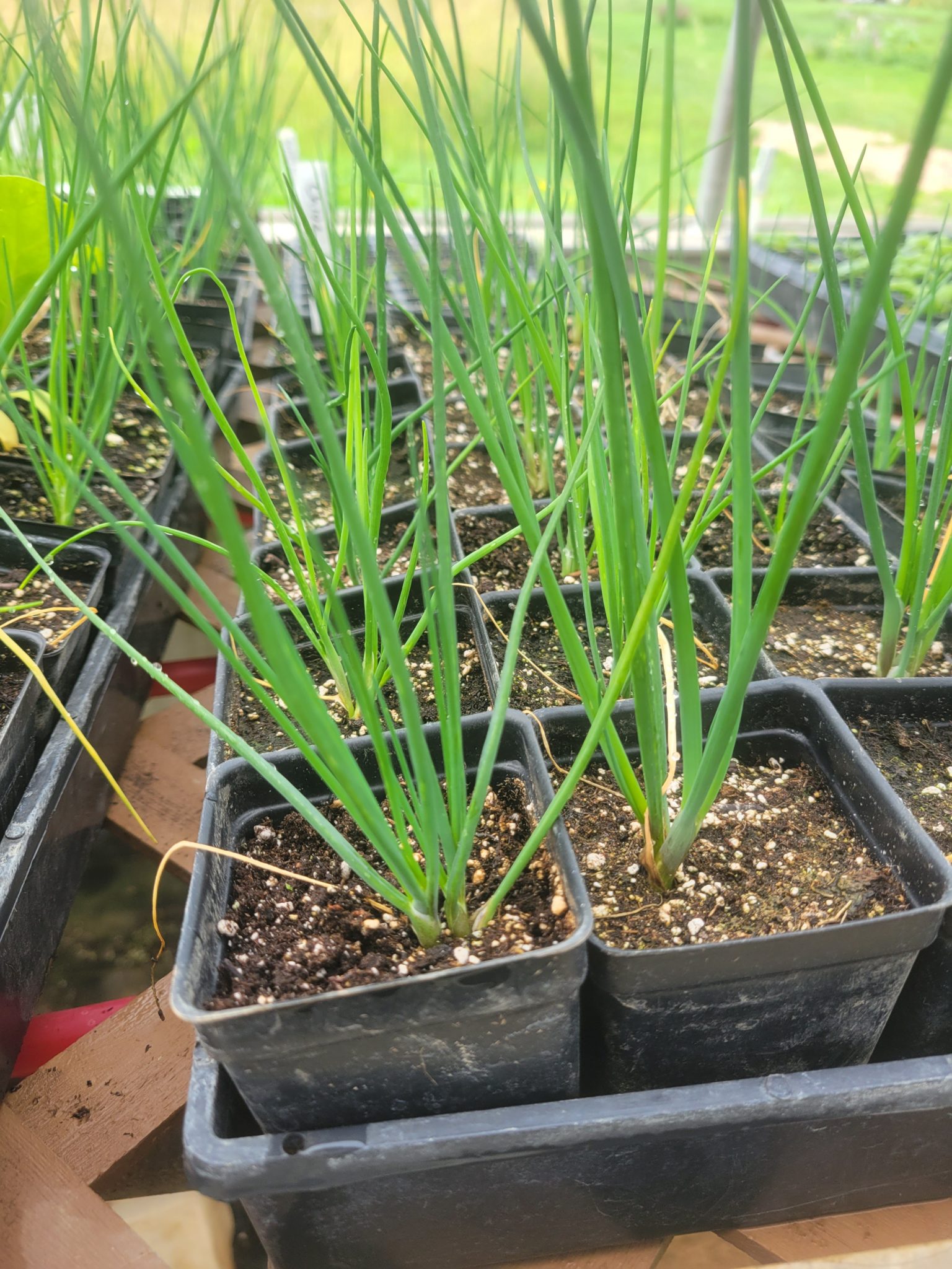 - 2" x 2" chive seedling - Windswept Farm - RE Farm Café