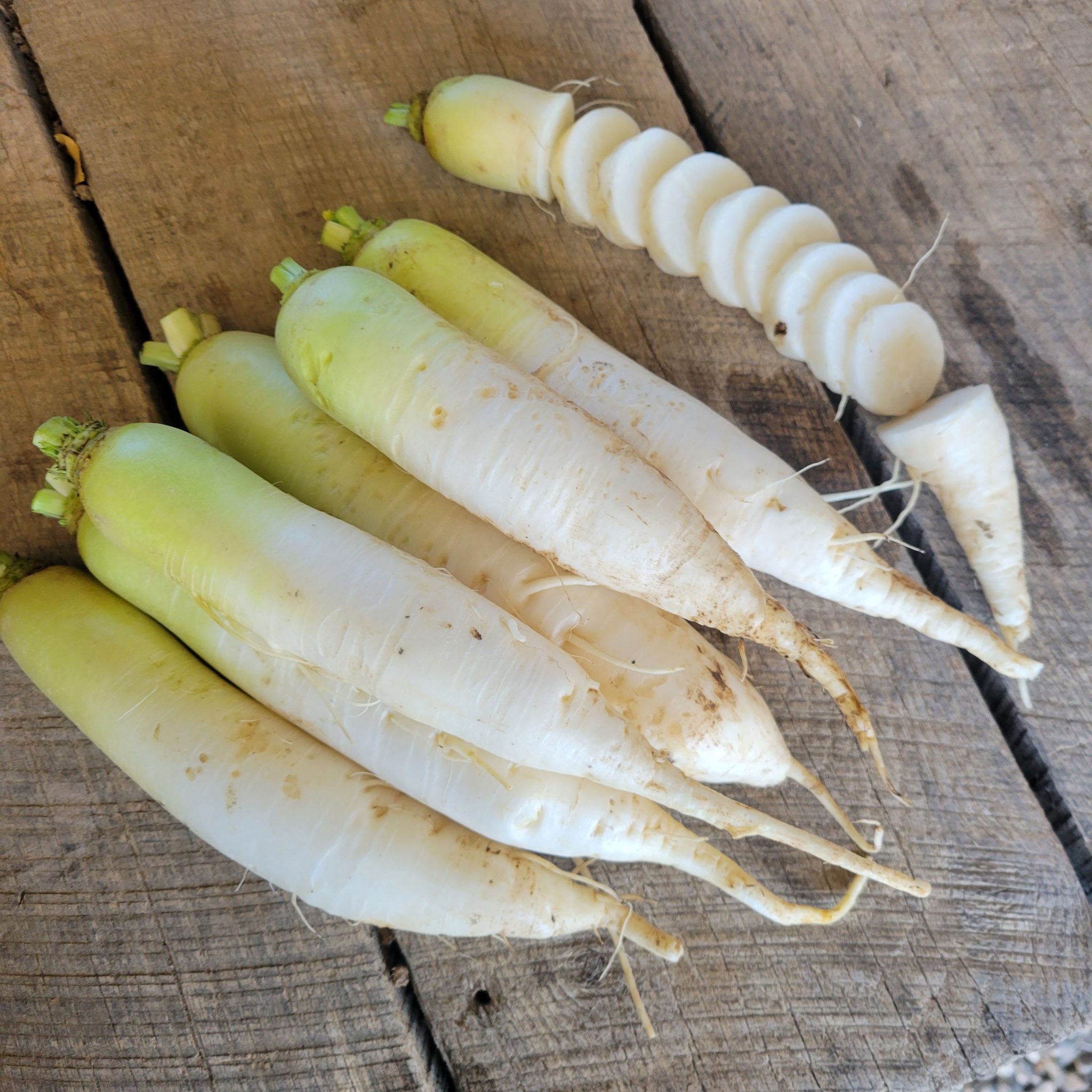 - 1.5 lb. White Daikon radishes - Windswept Farm - RE Farm Café